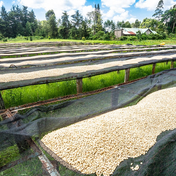 Mugaya – Common Goal Coffee